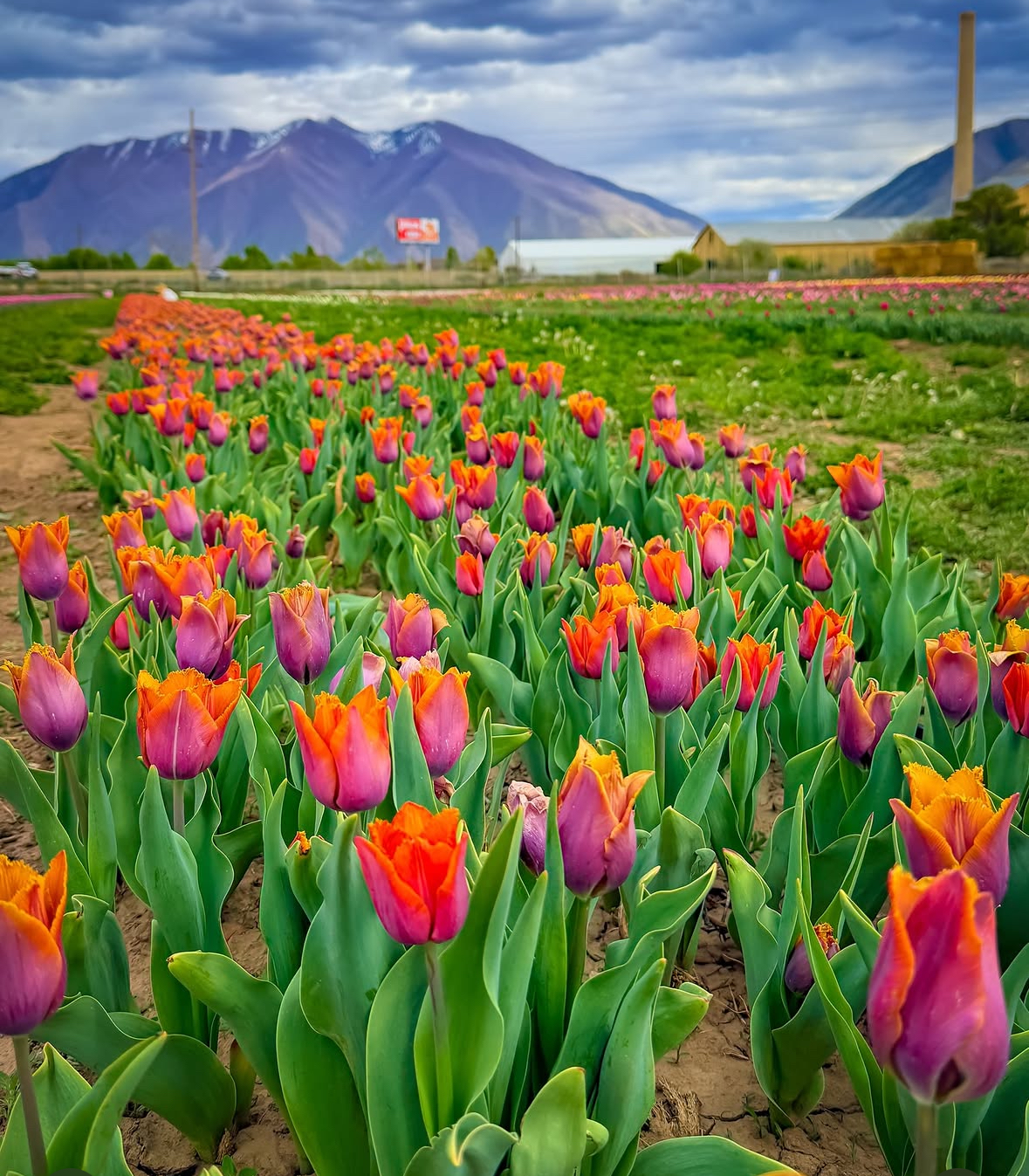 Festival | Utah Tulip Festival